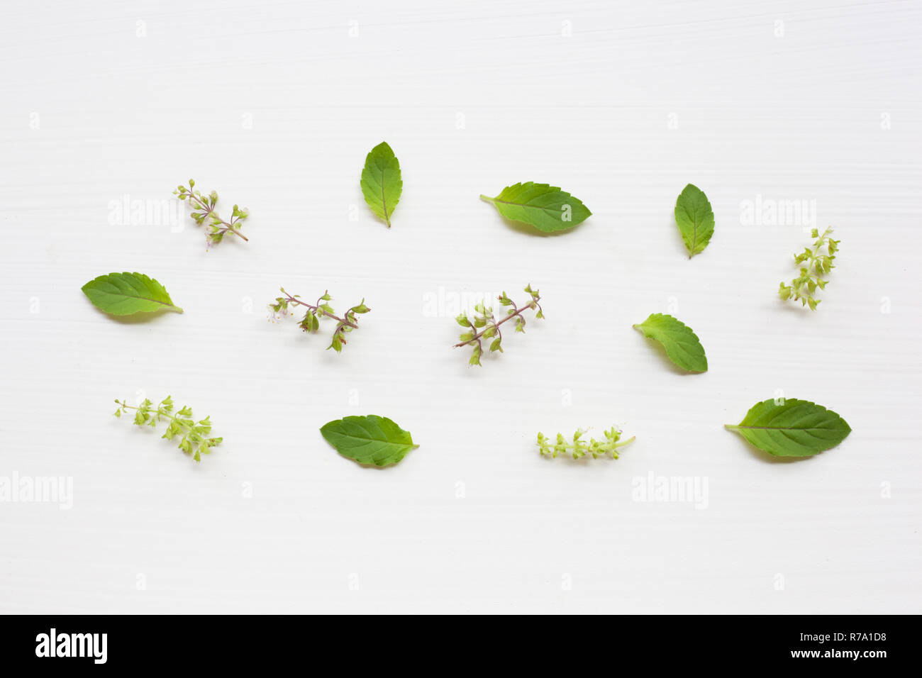 Holy Basil leaves and flower on white background Stock Photo - Alamy