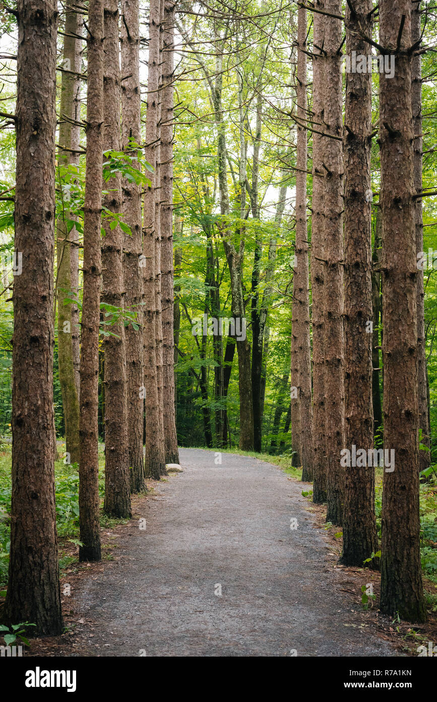 Trees along the Kaaterskill Falls trail in the Catskill Mountains, New ...