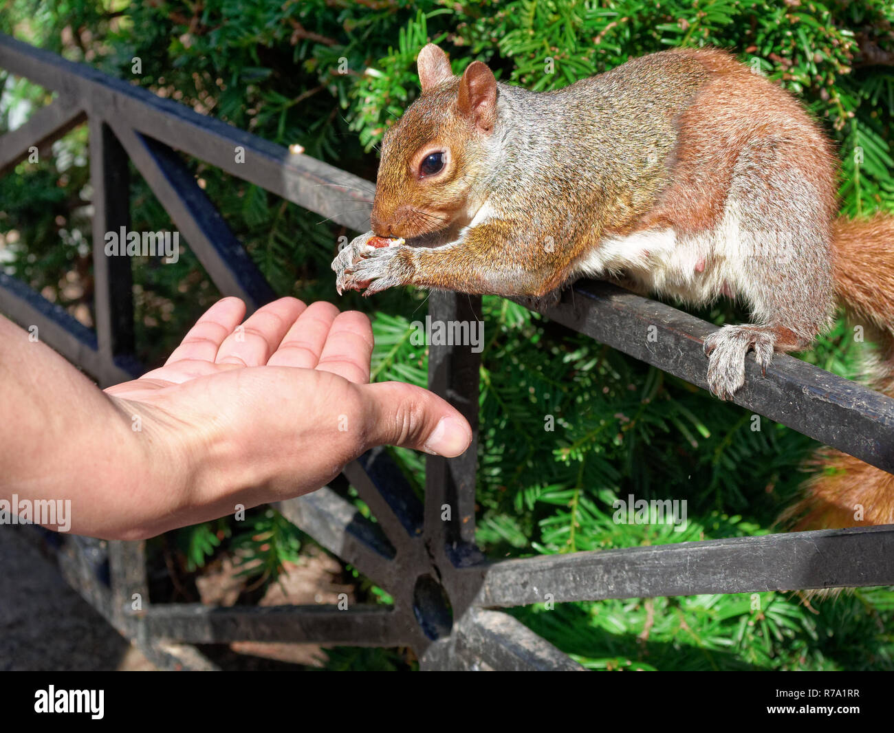 Closeup human Hand feeding squirrel in New York City at park Stock ...