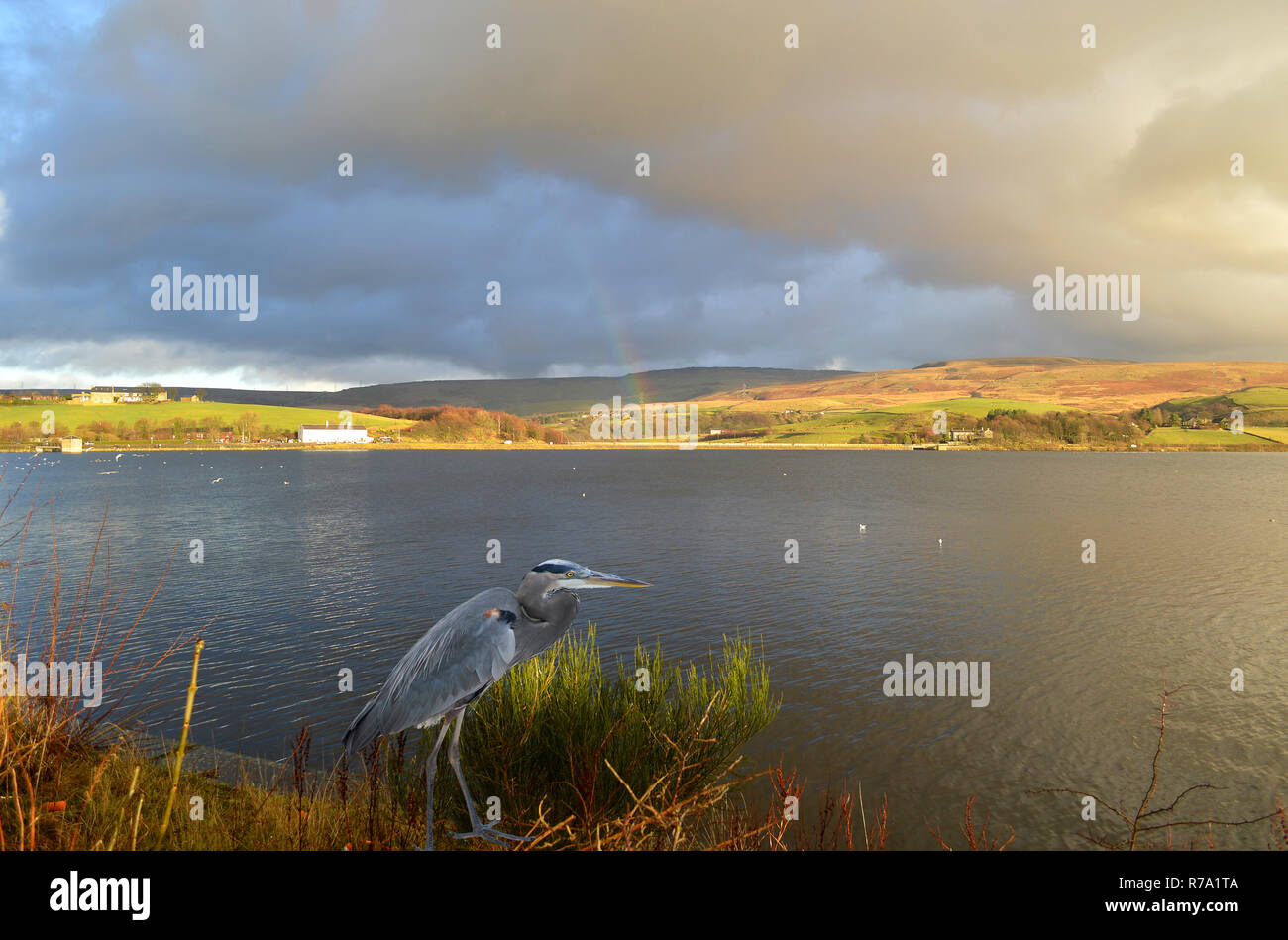 Great blue heron hunting by Hollingworth Lake with storm clouds and a ...