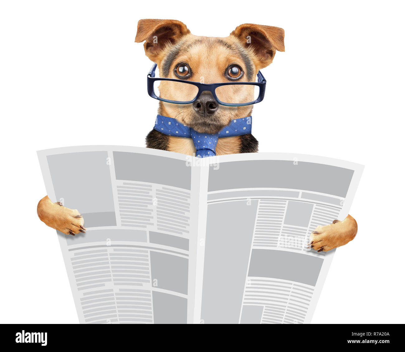 Dog Reading Newspaper