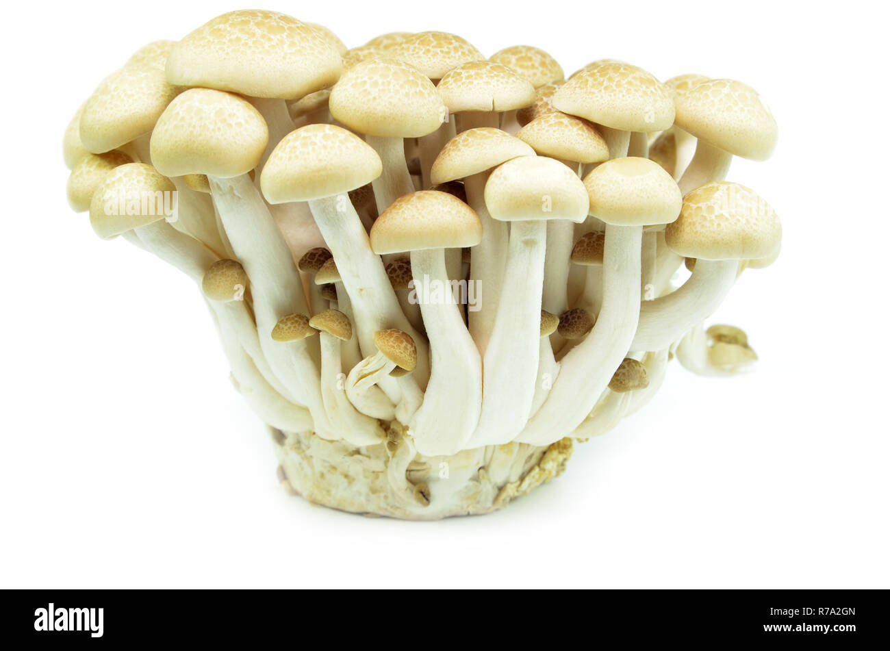 Fresh beech mushroom Stock Photo - Alamy