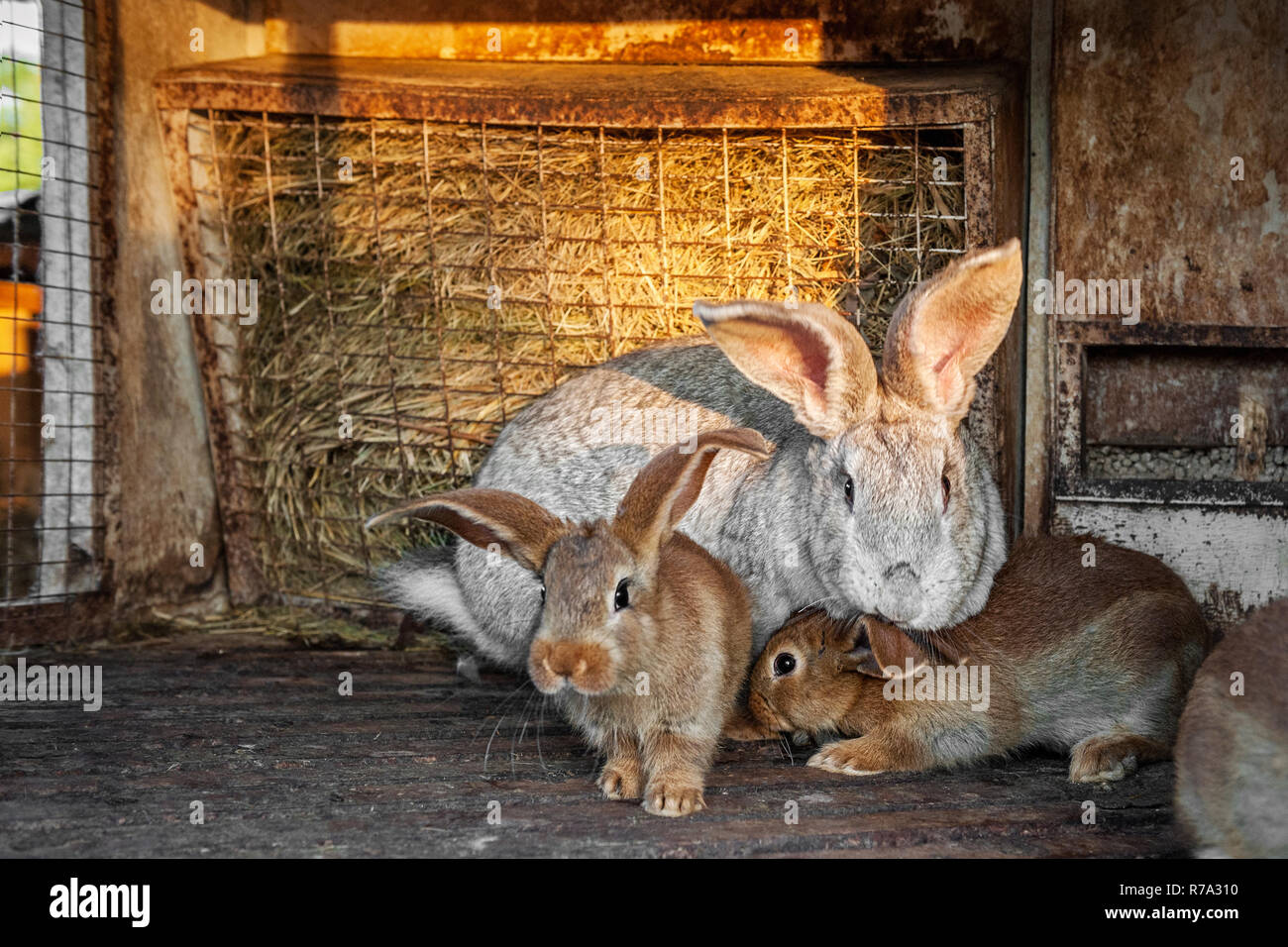 Livestock trap hi-res stock photography and images - Alamy