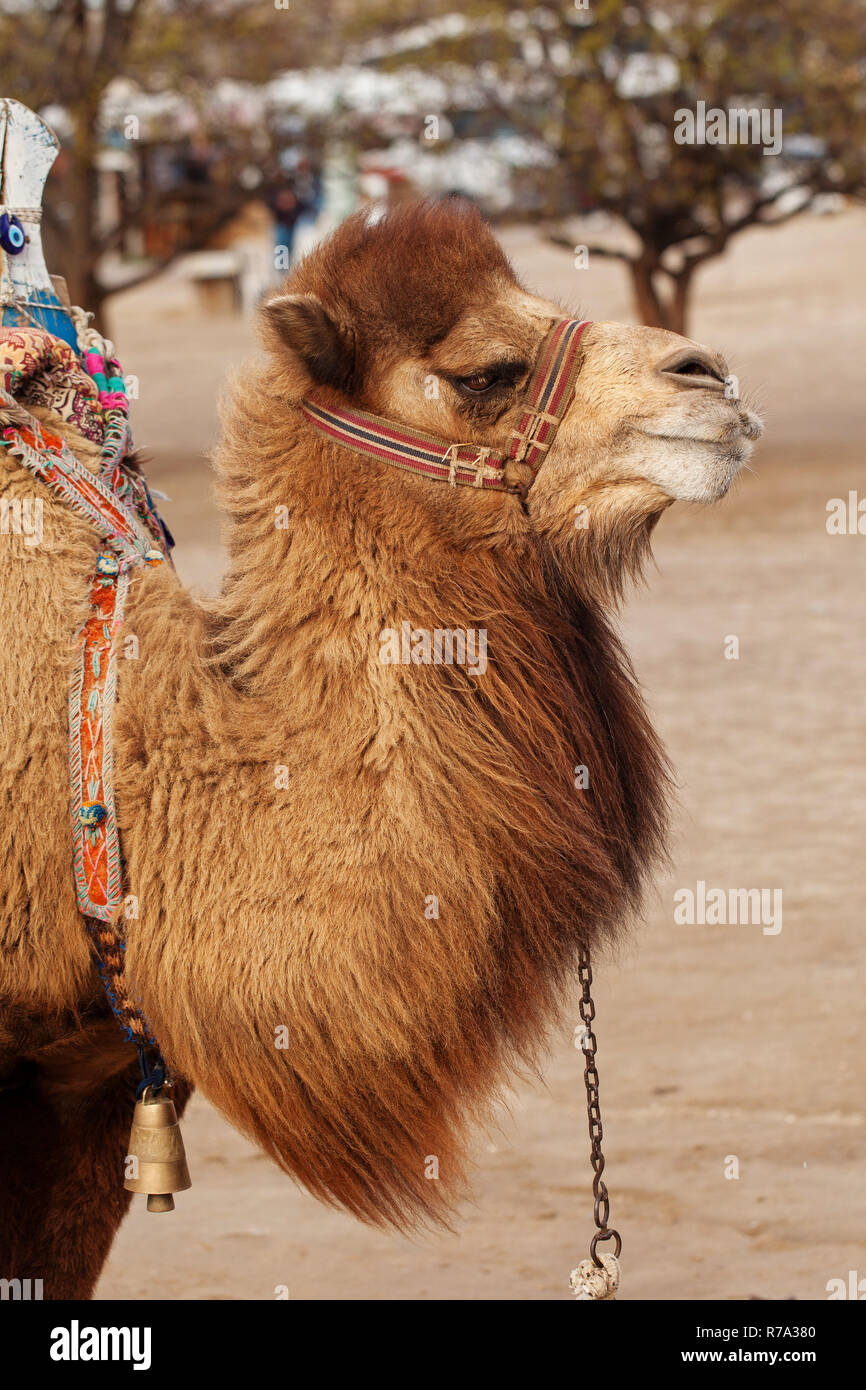Portrait of turkish camel Stock Photo - Alamy