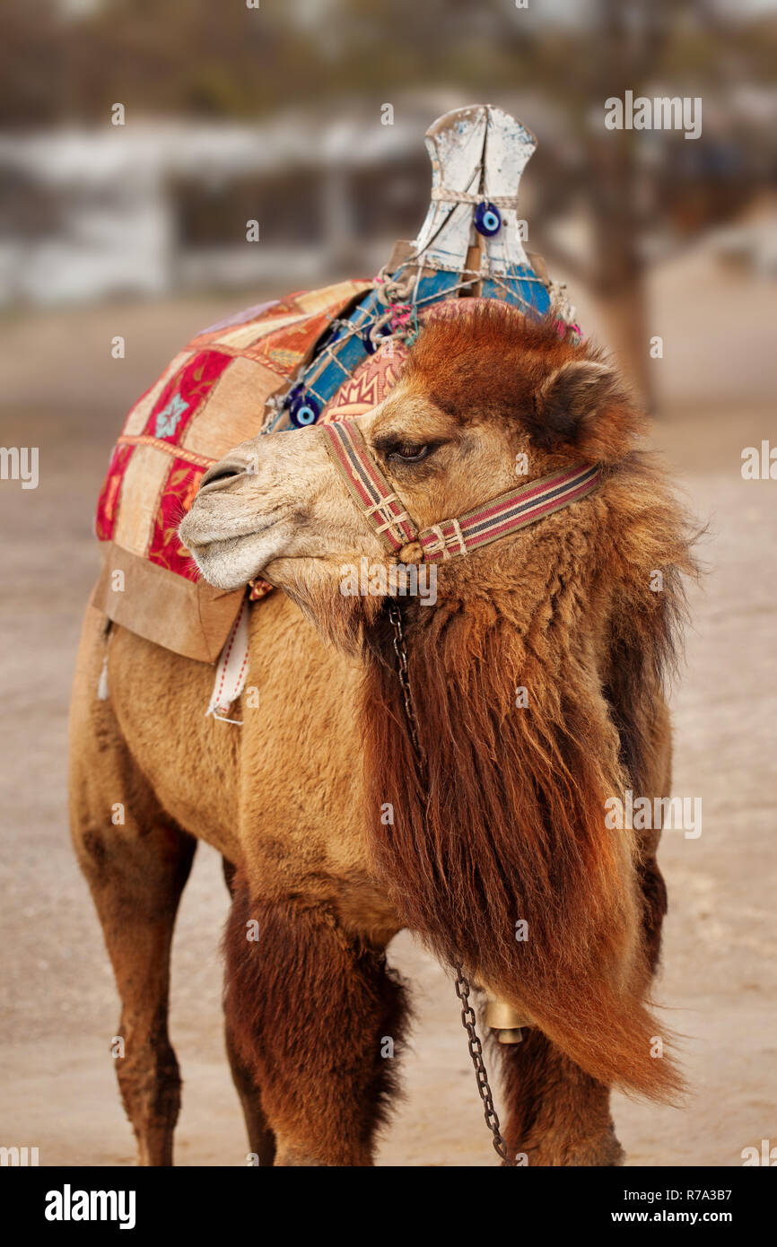Turkish camel hi-res stock photography and images - Alamy