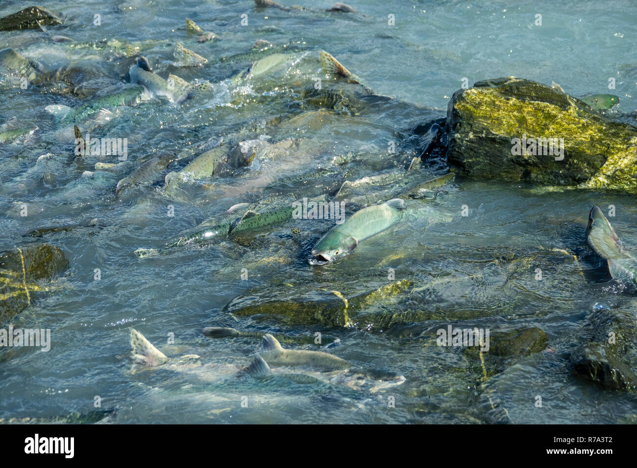 Salmon fish swimming up the river, Alaska Stock Photo - Alamy