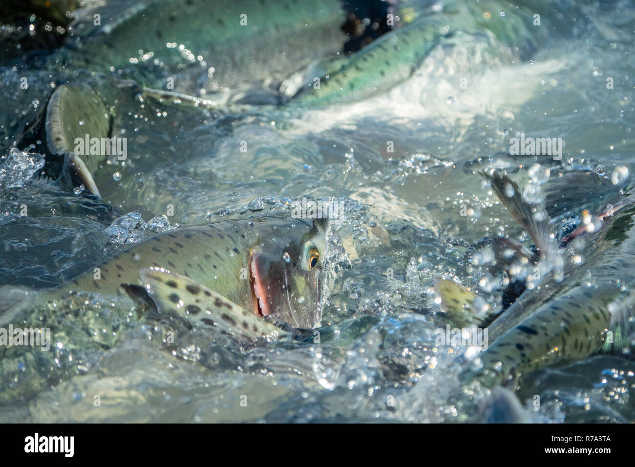 Salmon fish swimming up the river, Alaska Stock Photo - Alamy