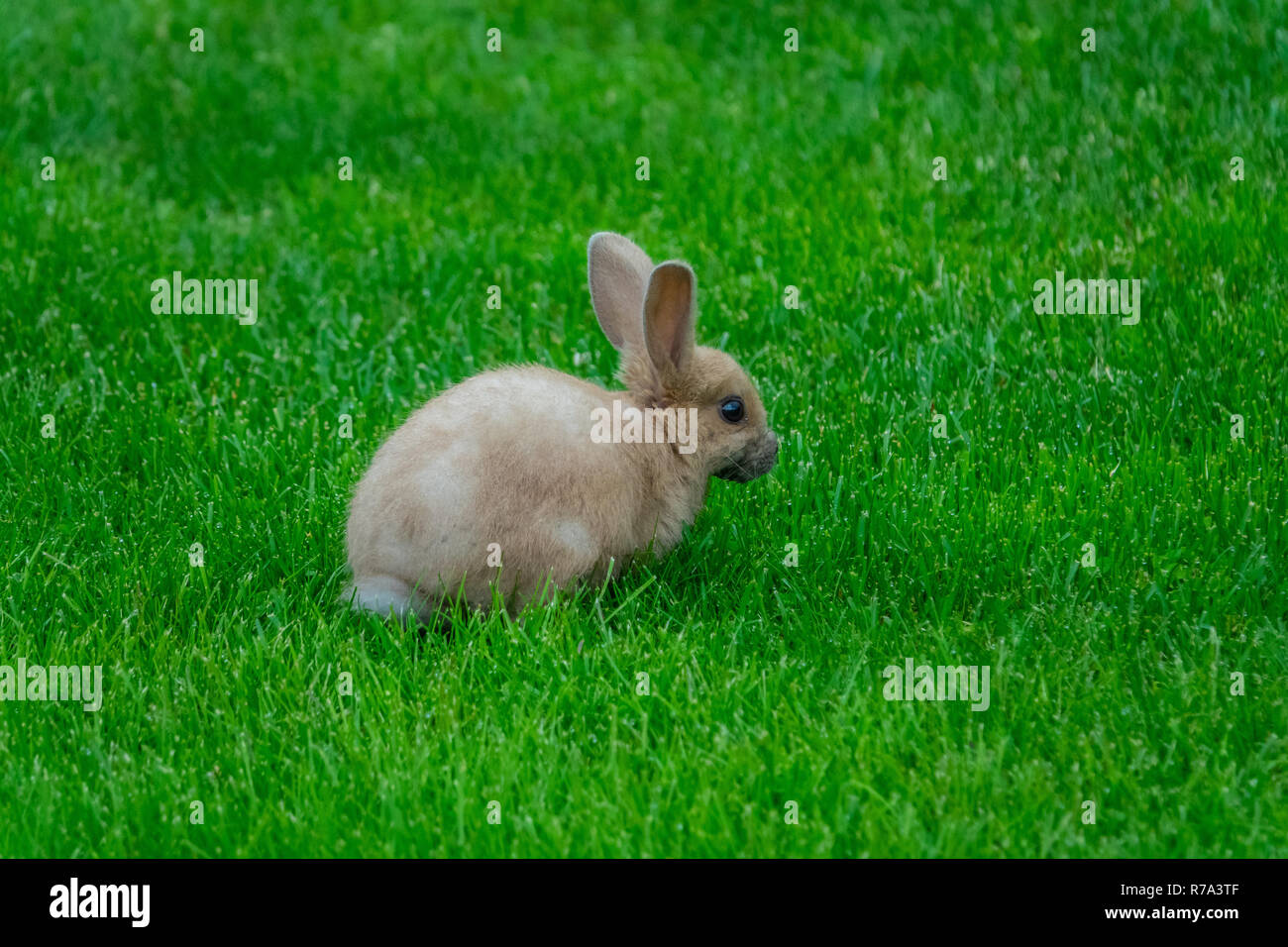 Alaska cotton grass hi-res stock photography and images - Alamy