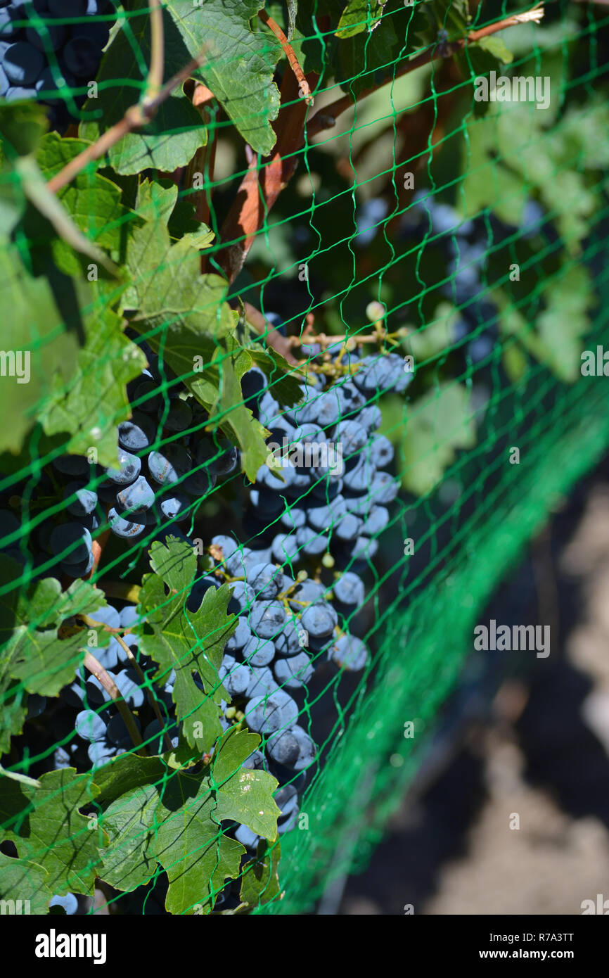 Grape netting hi-res stock photography and images - Alamy