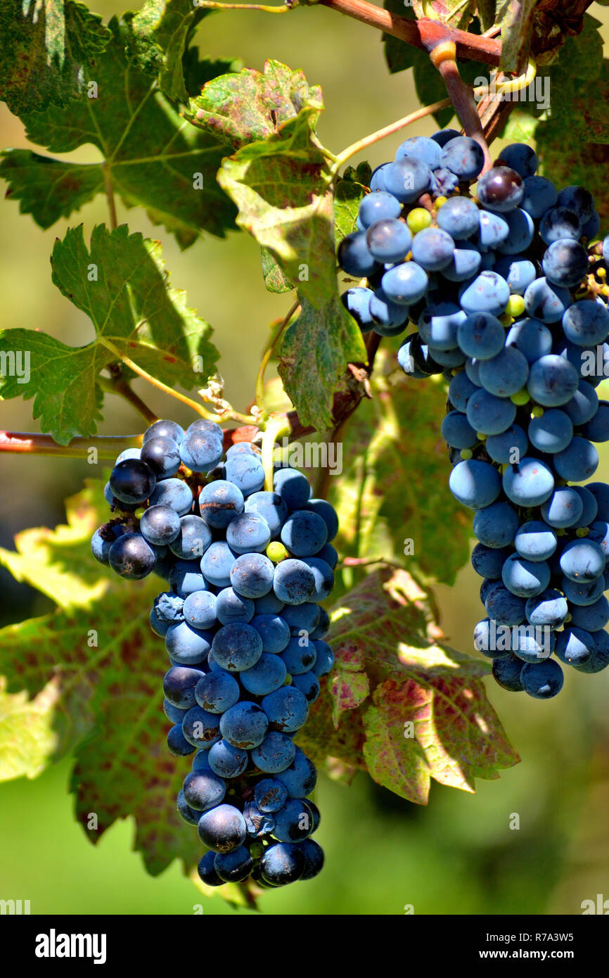 Award winning vine hi-res stock photography and images - Alamy