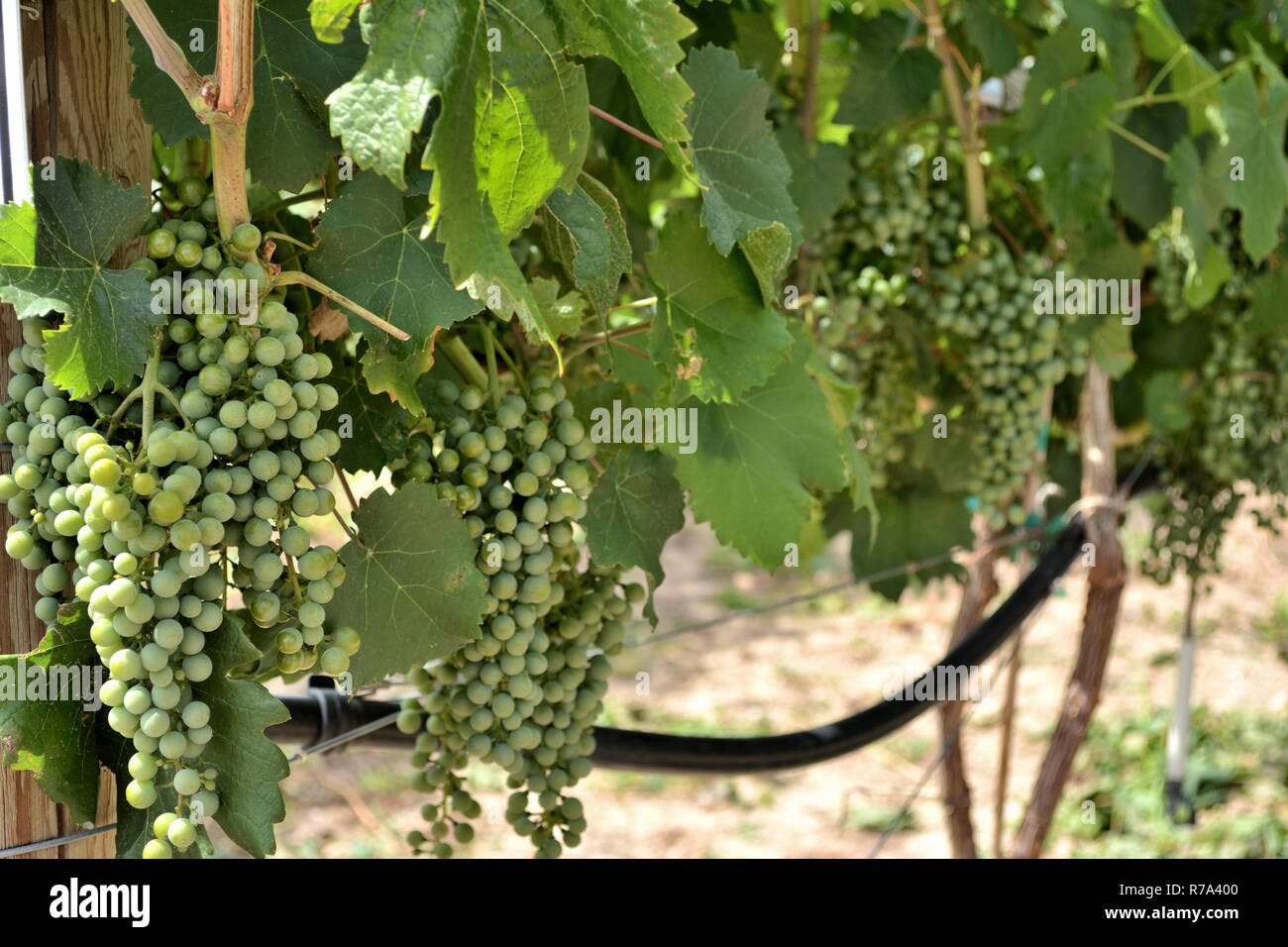 Ava symbol hi-res stock photography and images - Alamy