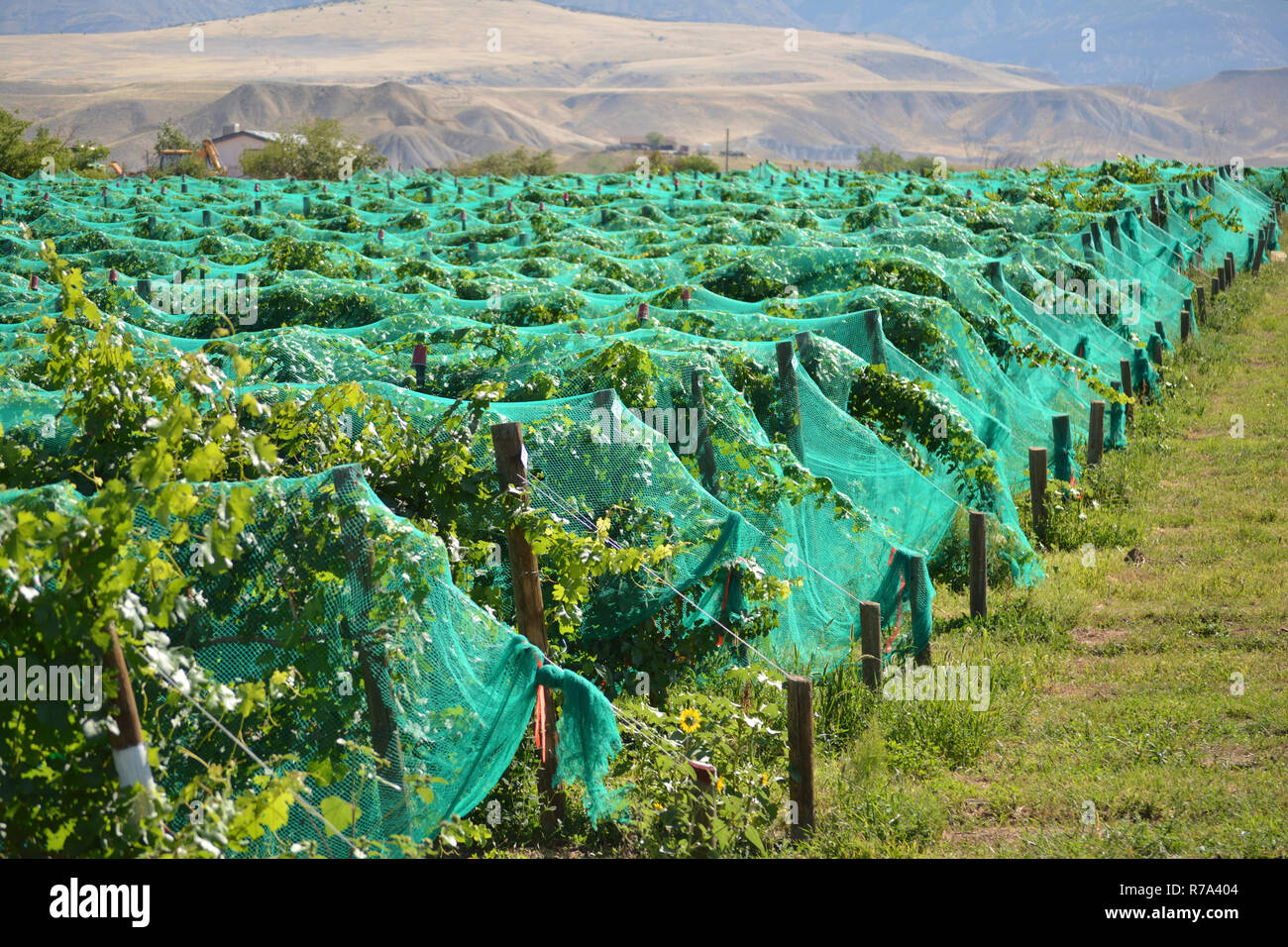 Green netting hi-res stock photography and images - Alamy