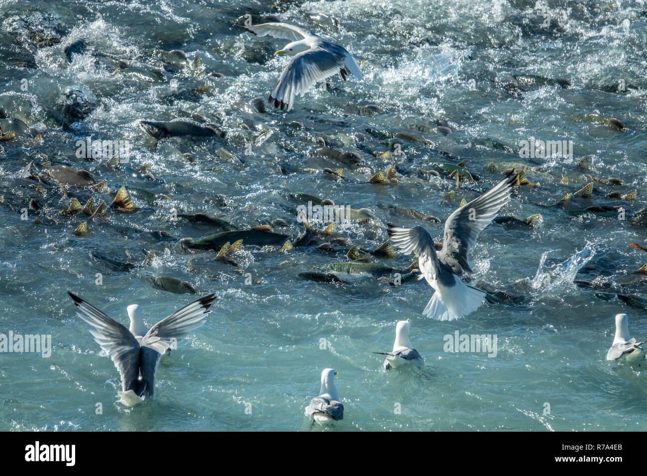 Salmon fish swimming up the river near seagulls, Alaska Stock Photo - Alamy