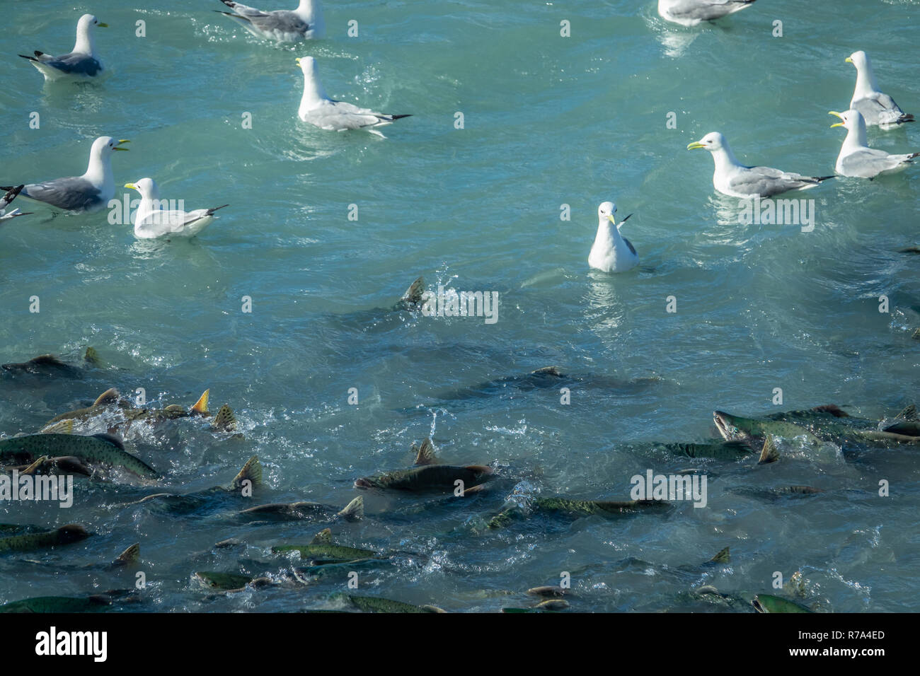 Salmon fish swimming up the river near seagulls, Alaska Stock Photo - Alamy