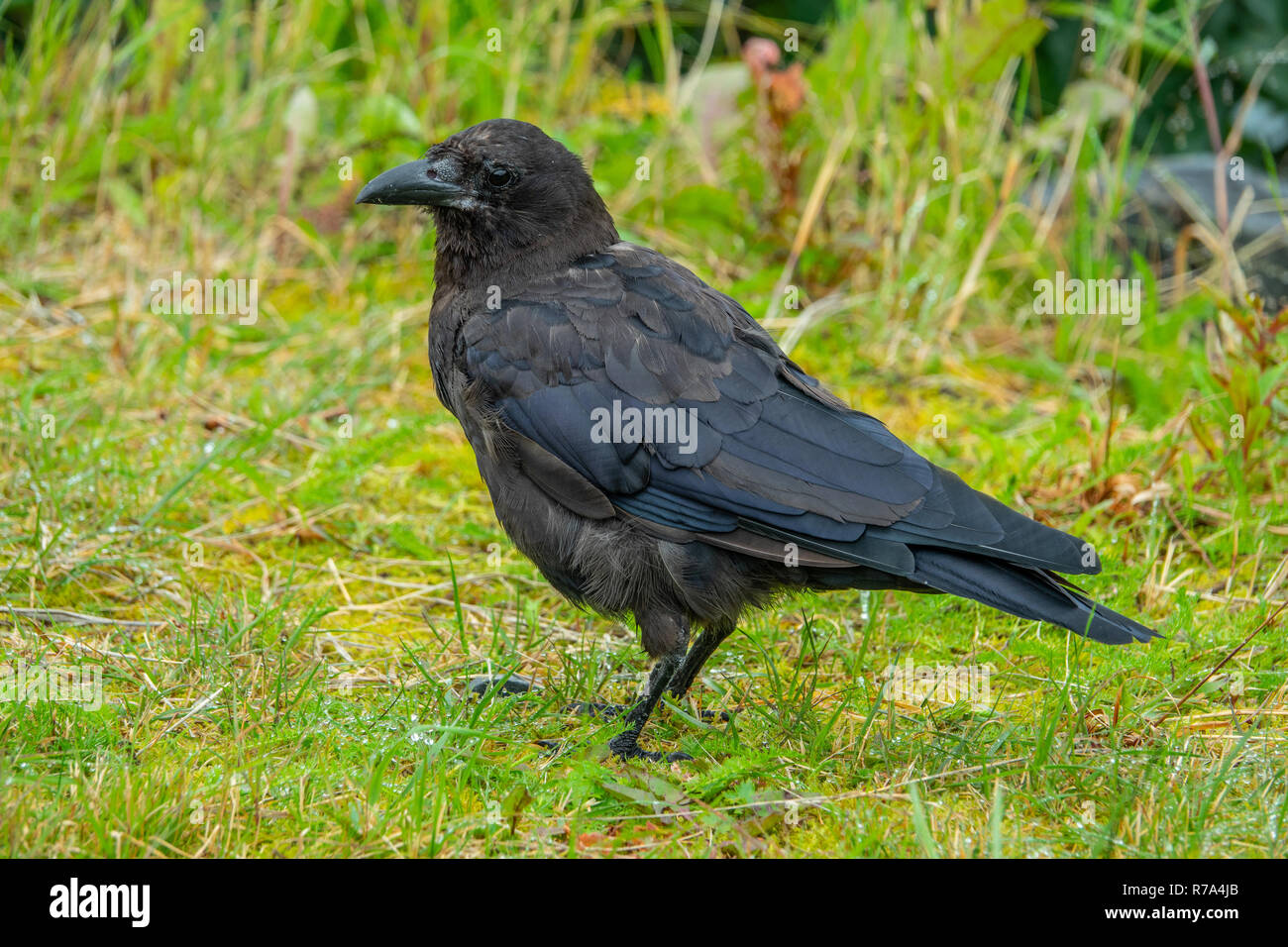 Dark raven hi-res stock photography and images - Alamy