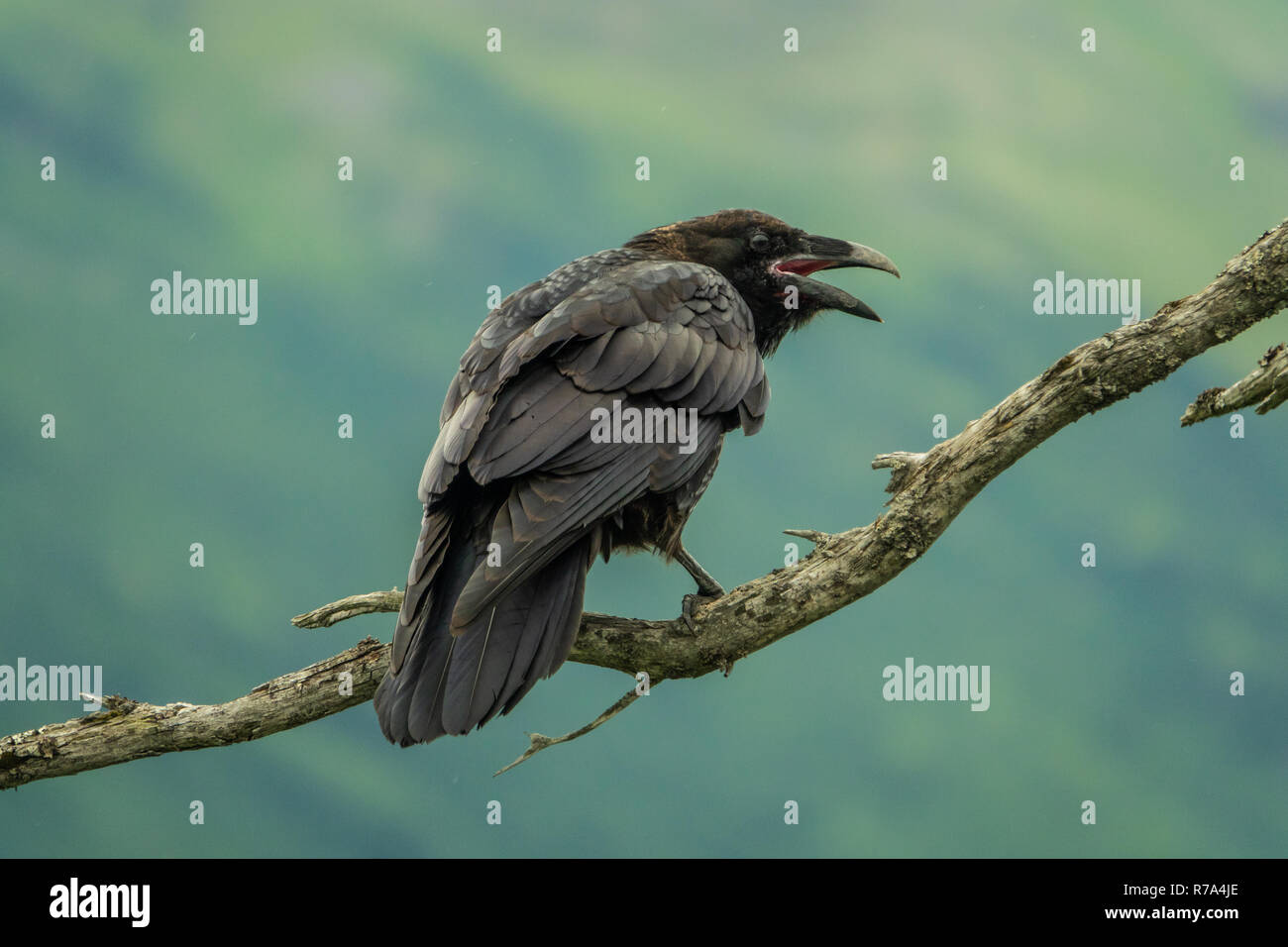 Dark raven hi-res stock photography and images - Alamy