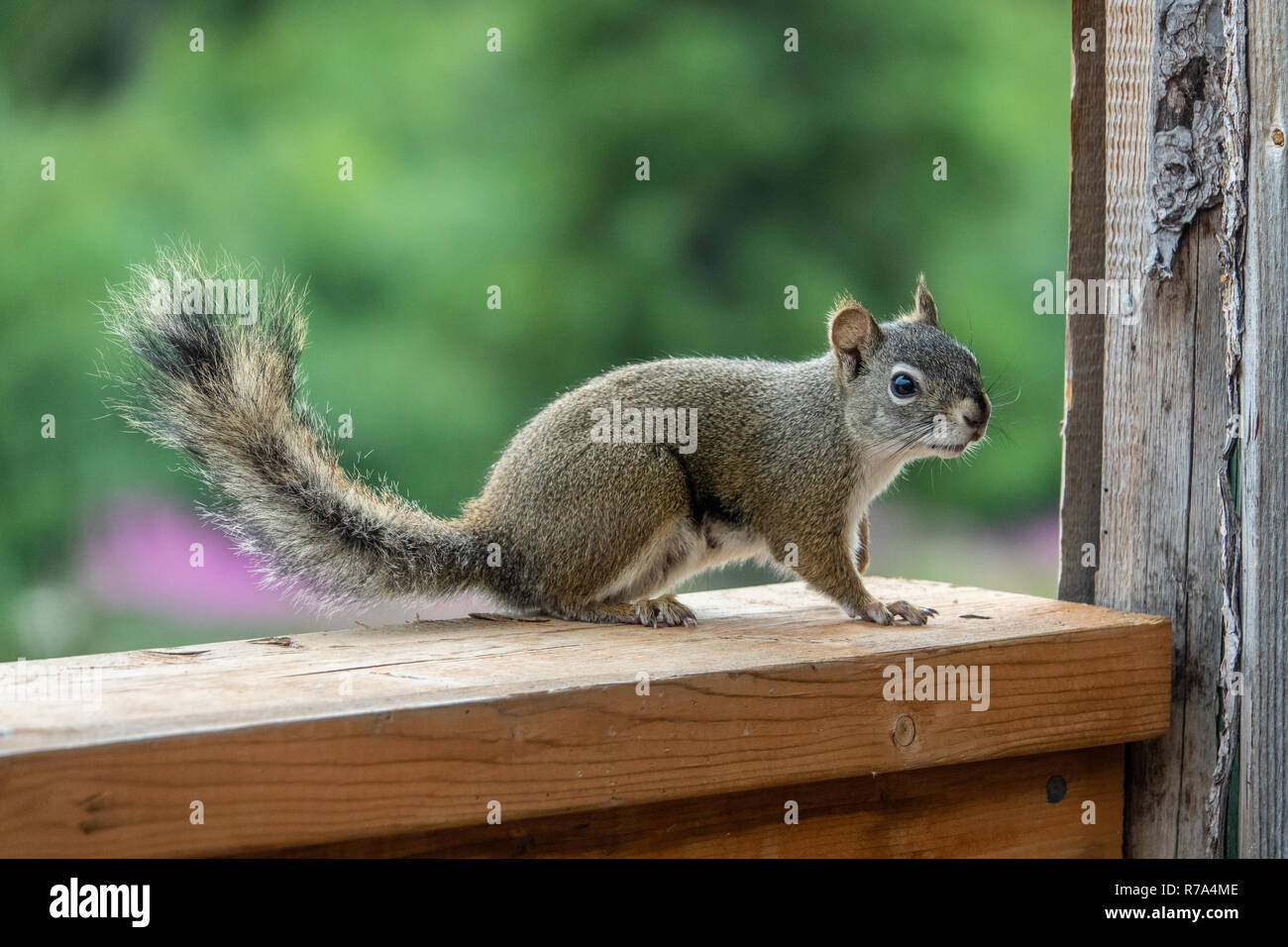 Alaska red squirrel hi-res stock photography and images - Alamy