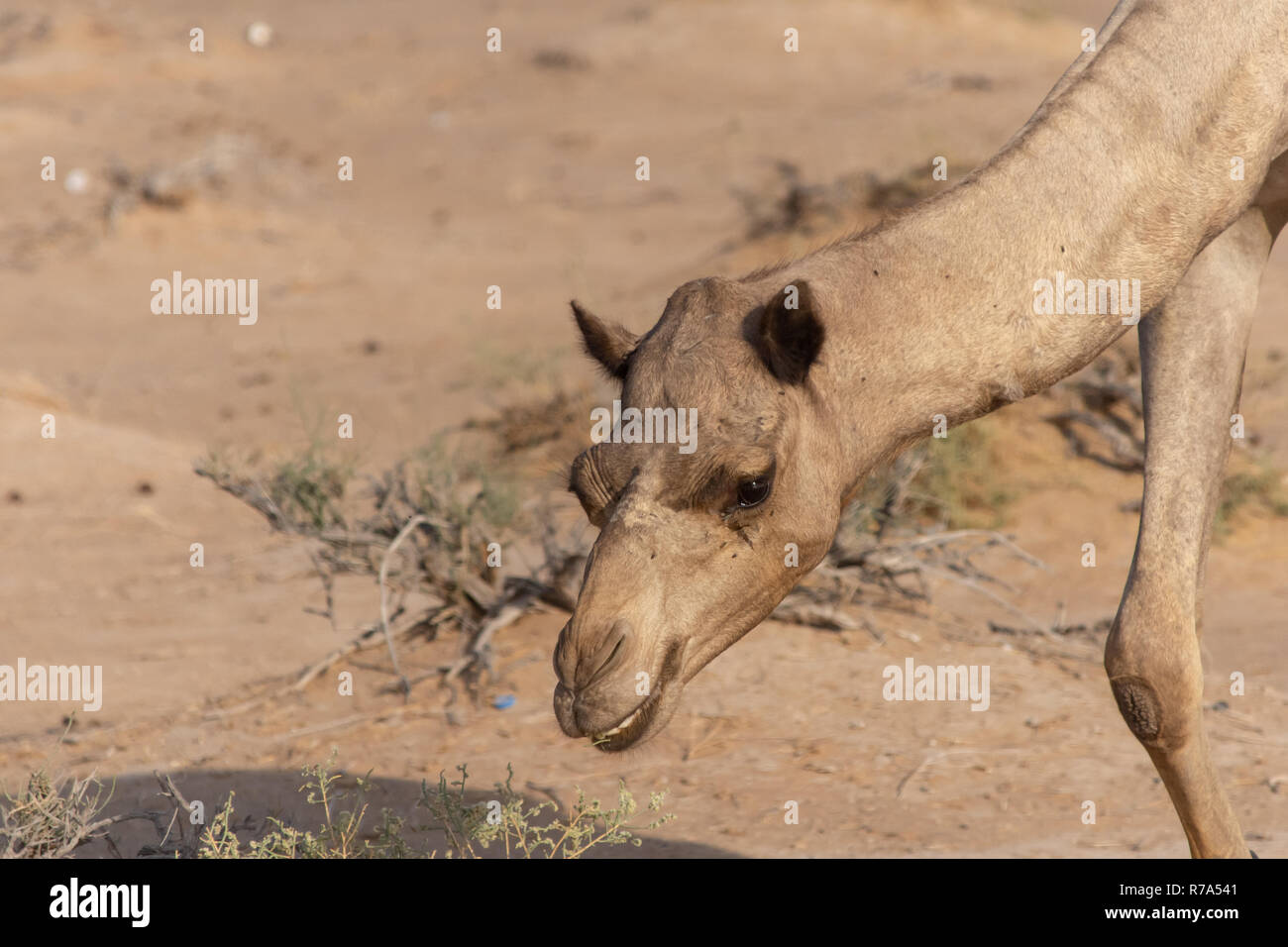 Camel head shot crossing the road near the camel race track in the ...