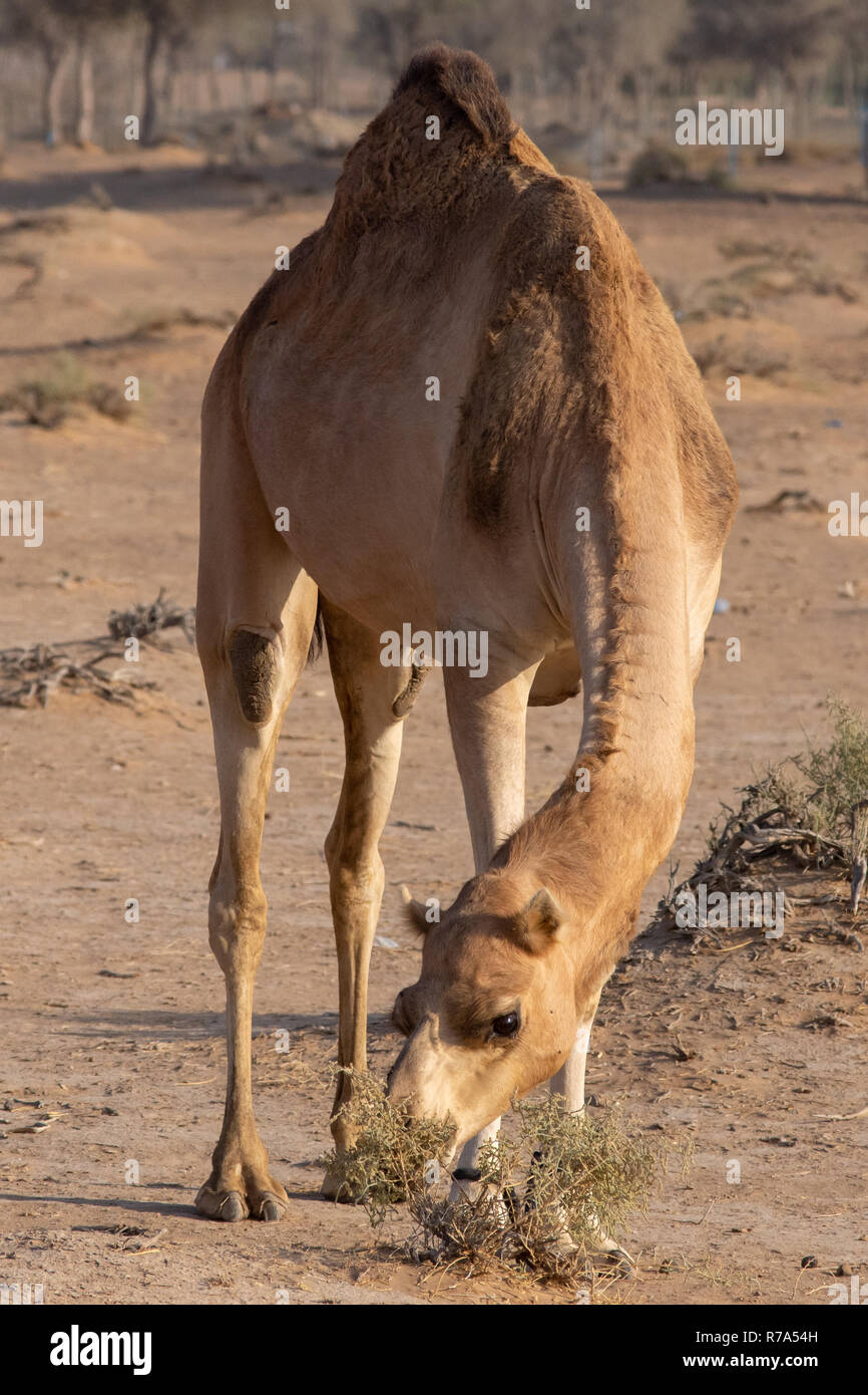 Uae desert animals group hi-res stock photography and images - Alamy