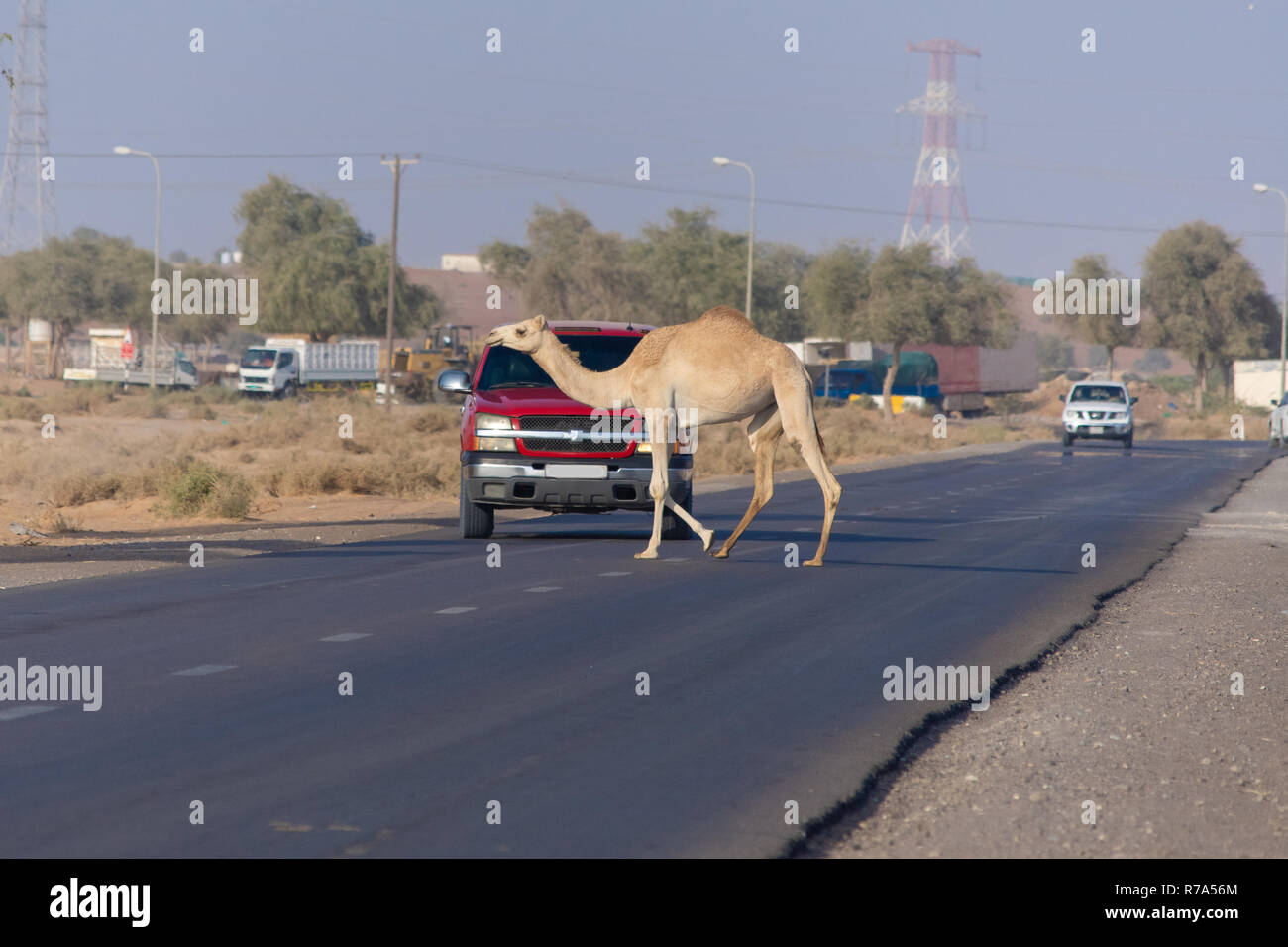 Camel Crossing: Marching Across the Highway in the United Arab Emirates ...