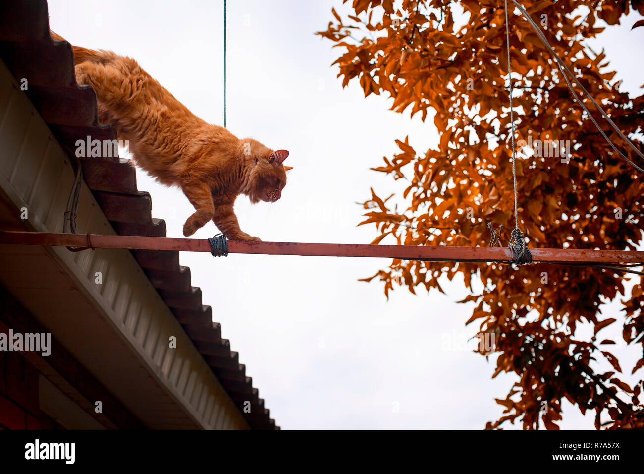 Ginger cat coming down from the house roof Stock Photo - Alamy