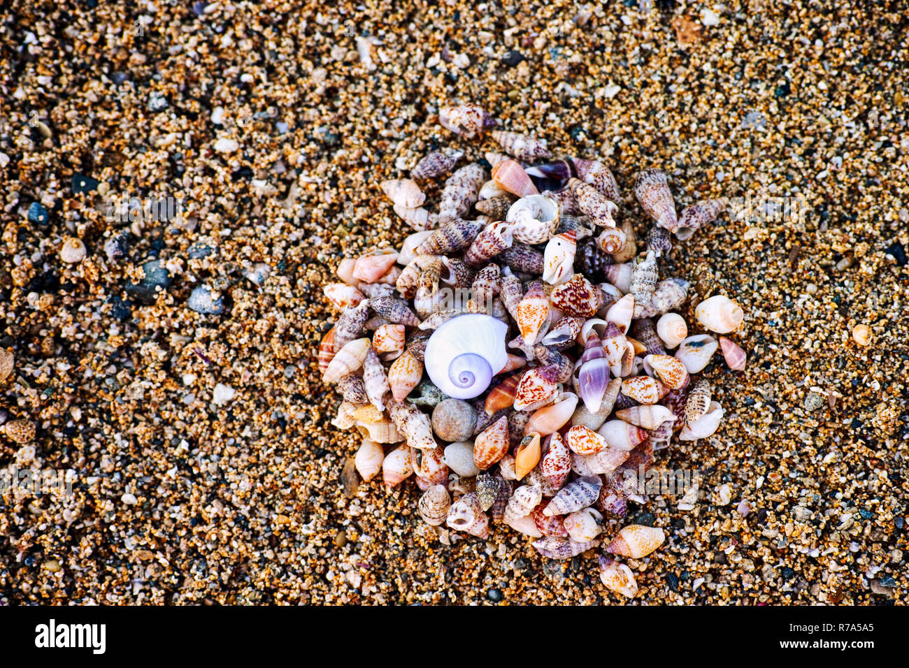 Stack of seashells hi-res stock photography and images - Alamy