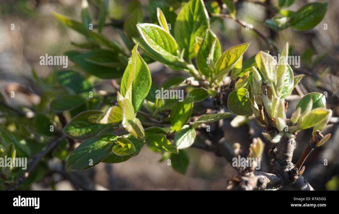 Young small tree in spring with first leaves hi-res stock photography ...