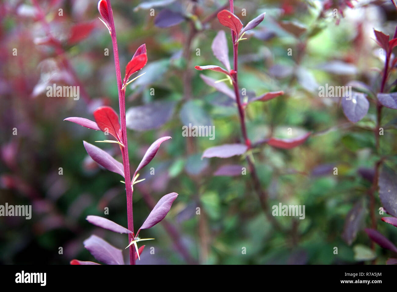 Bush with red leaves, close-up Stock Photo - Alamy