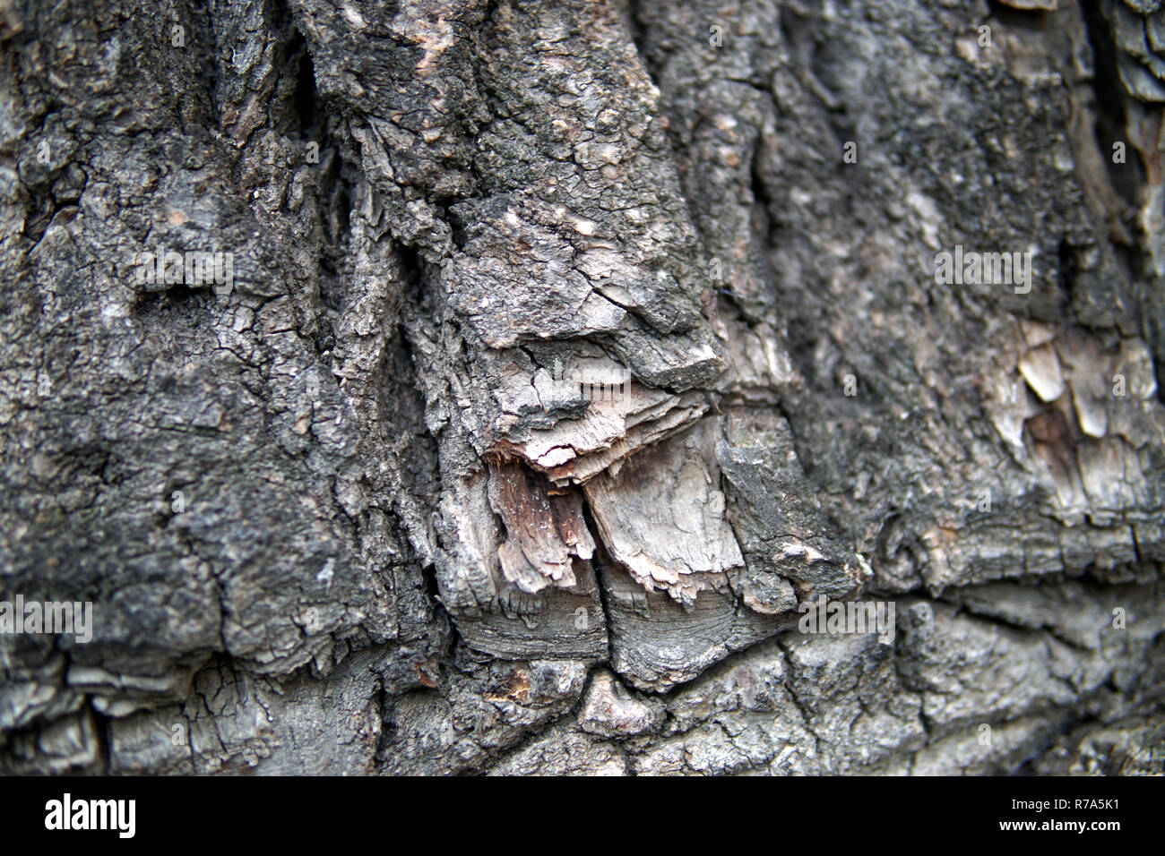Large tree bark closeup Stock Photo - Alamy