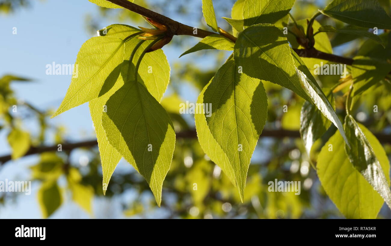 First green leaves in spring Stock Photo - Alamy