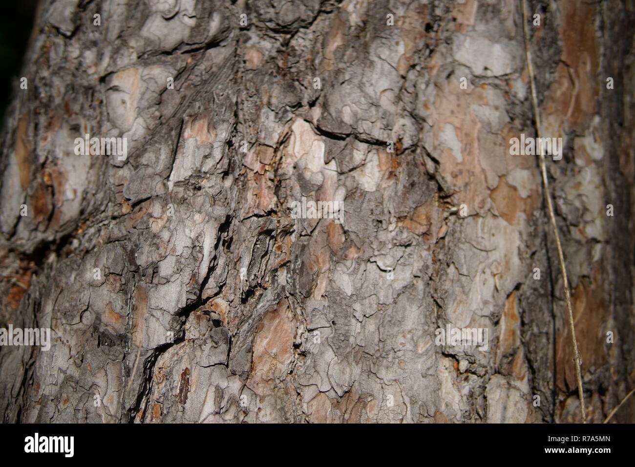 Large tree bark closeup Stock Photo - Alamy