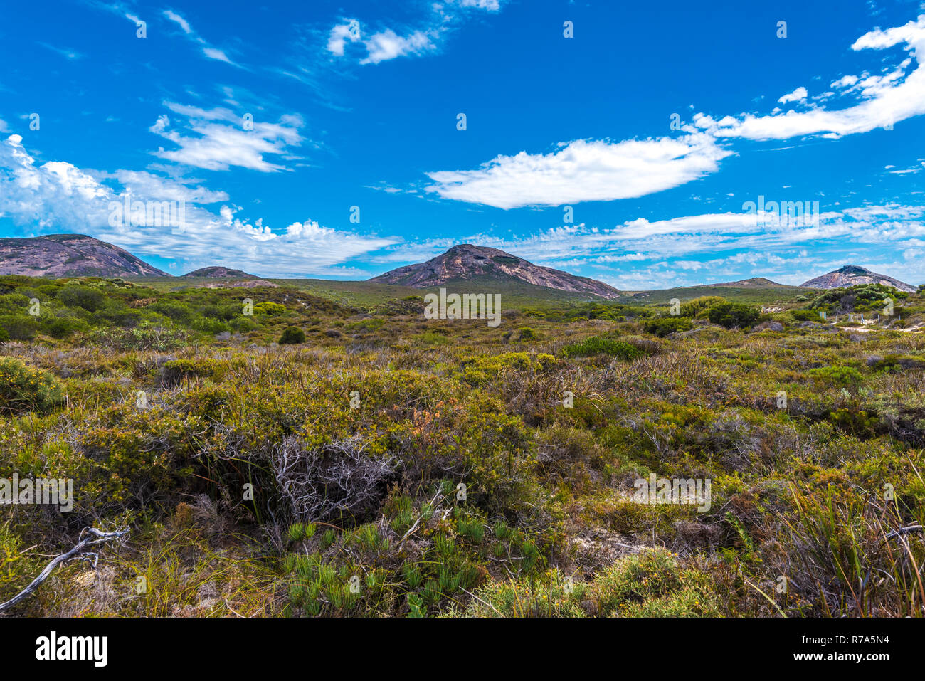 Brambles australia hi-res stock photography and images - Alamy