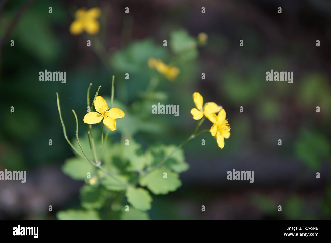Chelidonium majus lawn hi-res stock photography and images - Alamy