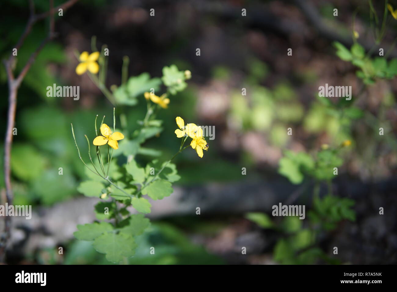 Chelidoniummajus hi-res stock photography and images - Alamy