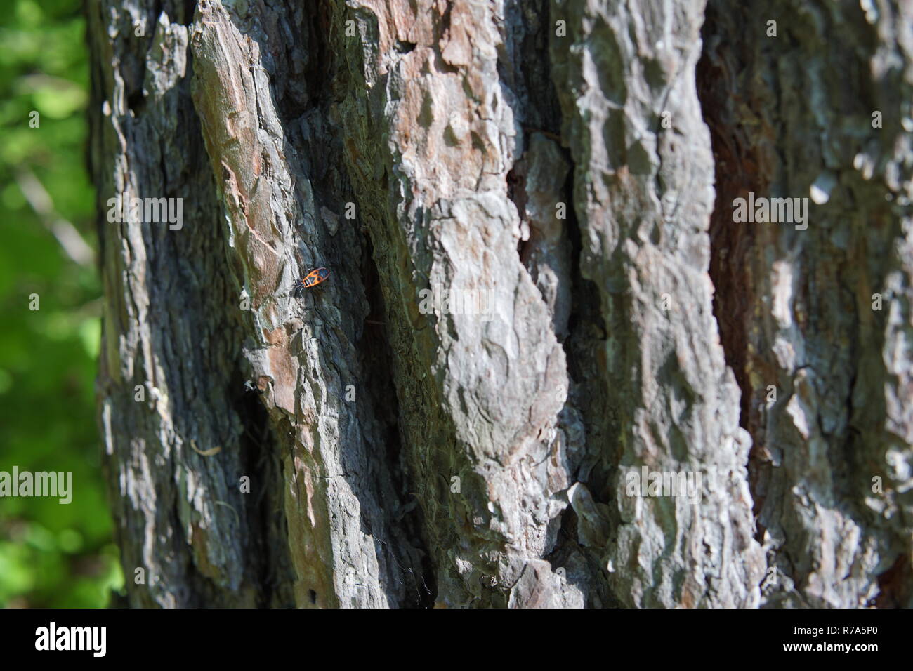 Large tree bark closeup Stock Photo - Alamy
