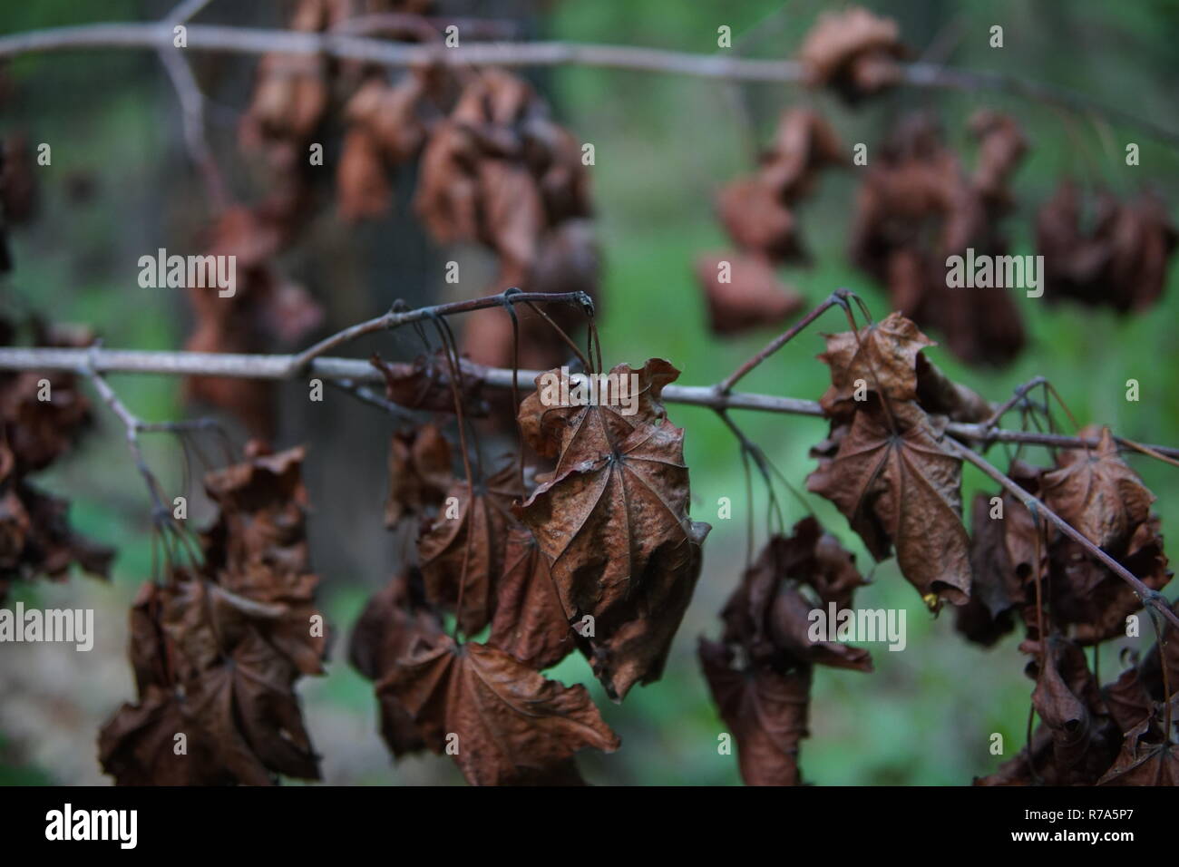 Poor humus hi-res stock photography and images - Alamy