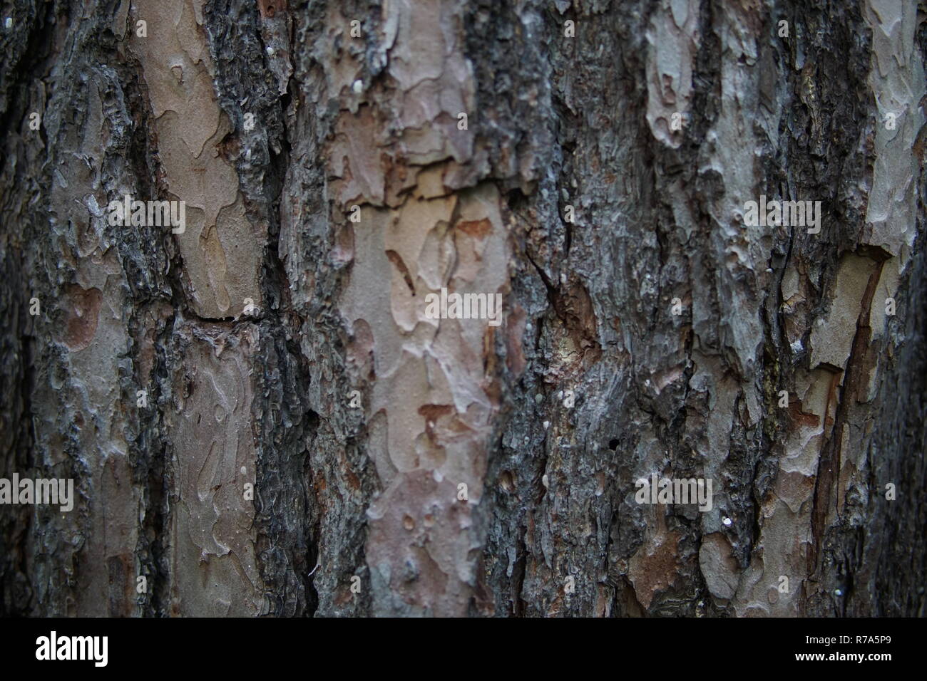 Large tree bark closeup Stock Photo - Alamy