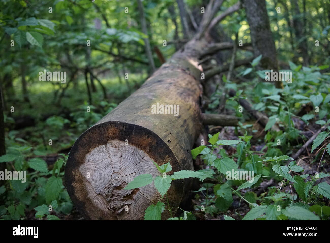 Felled tree in the forest Stock Photo - Alamy