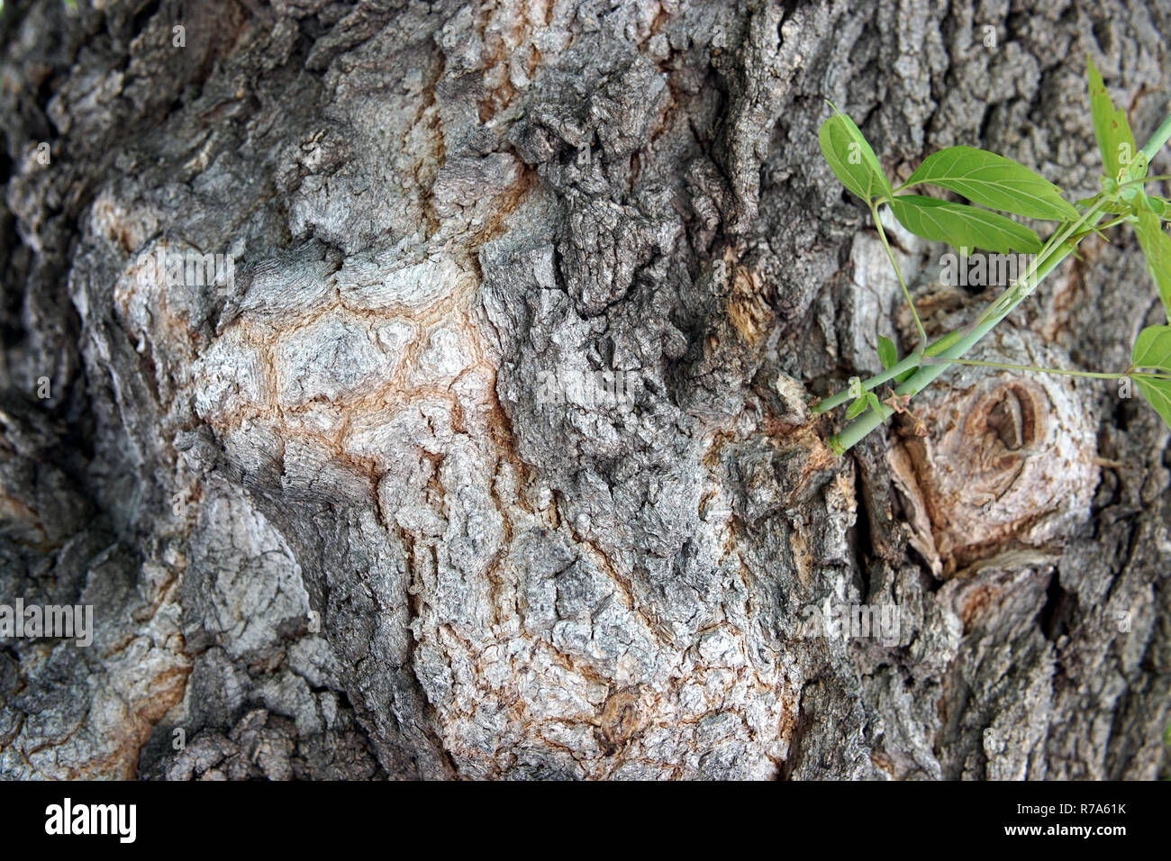Large tree bark closeup Stock Photo - Alamy