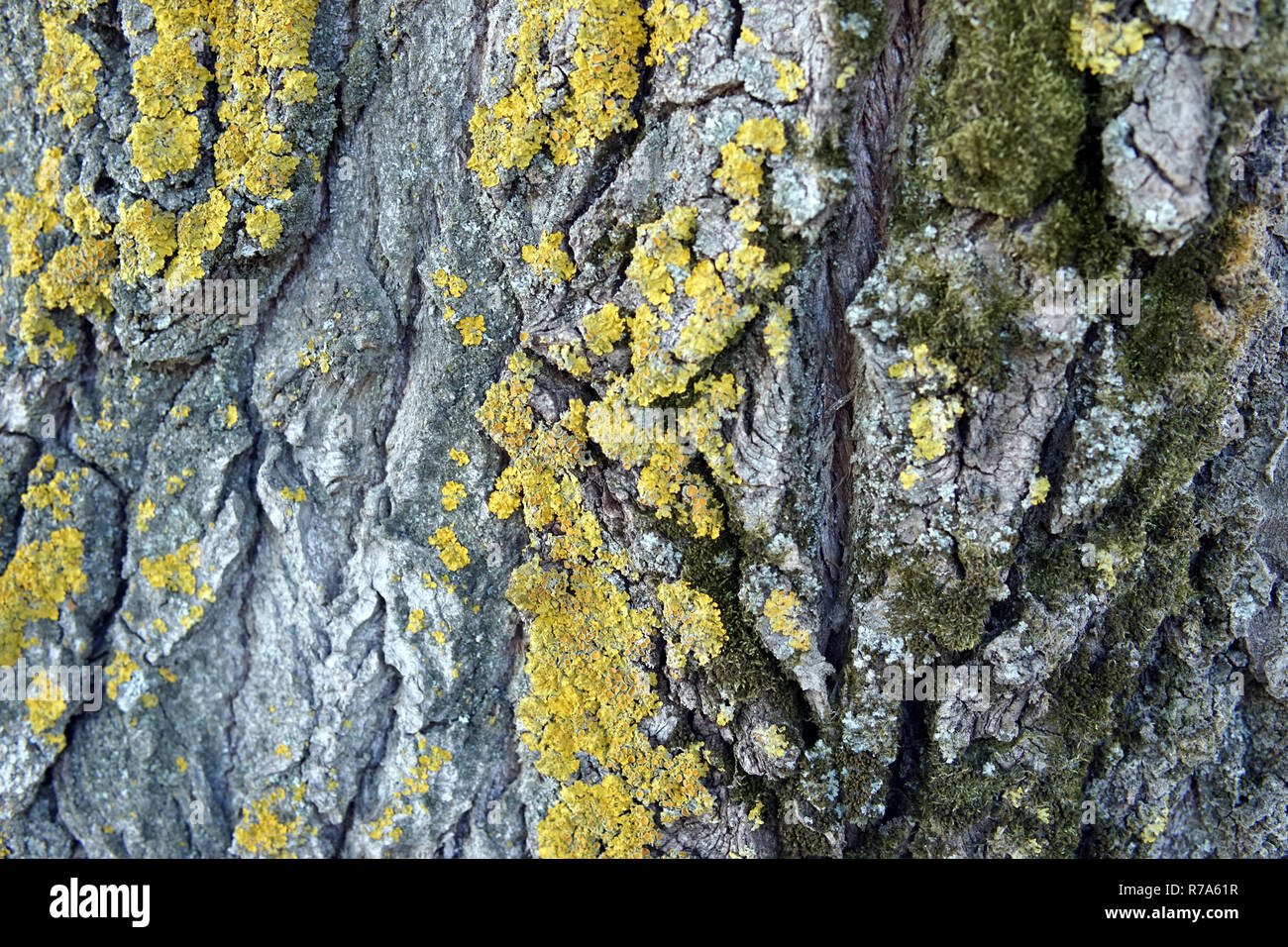 Large tree bark closeup Stock Photo - Alamy