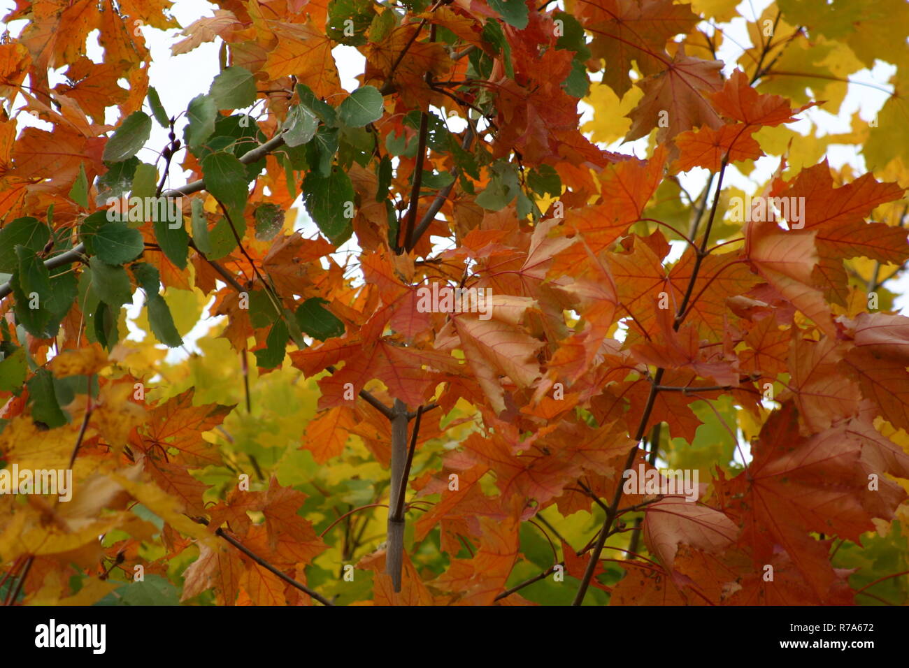 Macro photo single autumn hi-res stock photography and images - Alamy