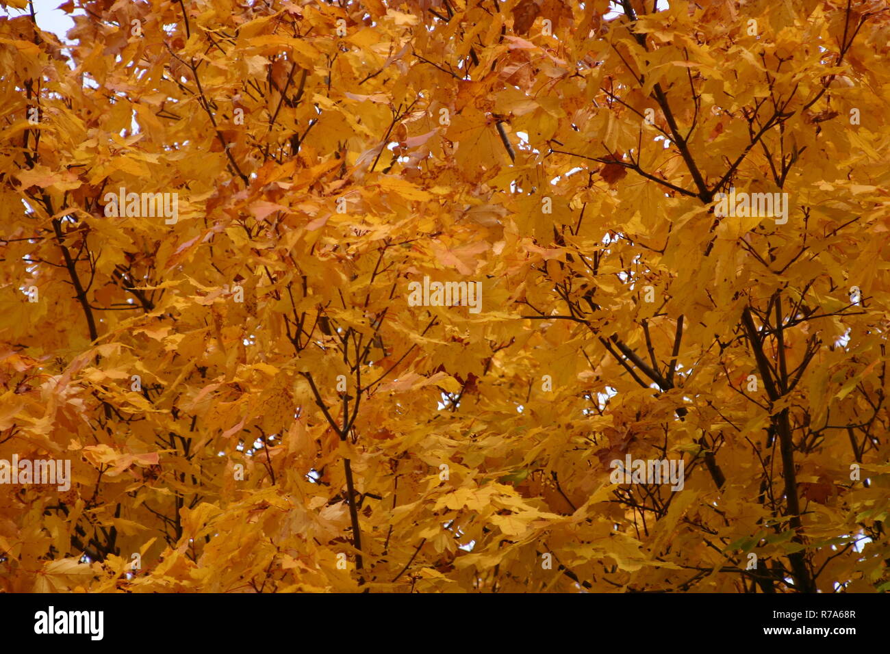 Golden autumn tree icon hi-res stock photography and images - Alamy