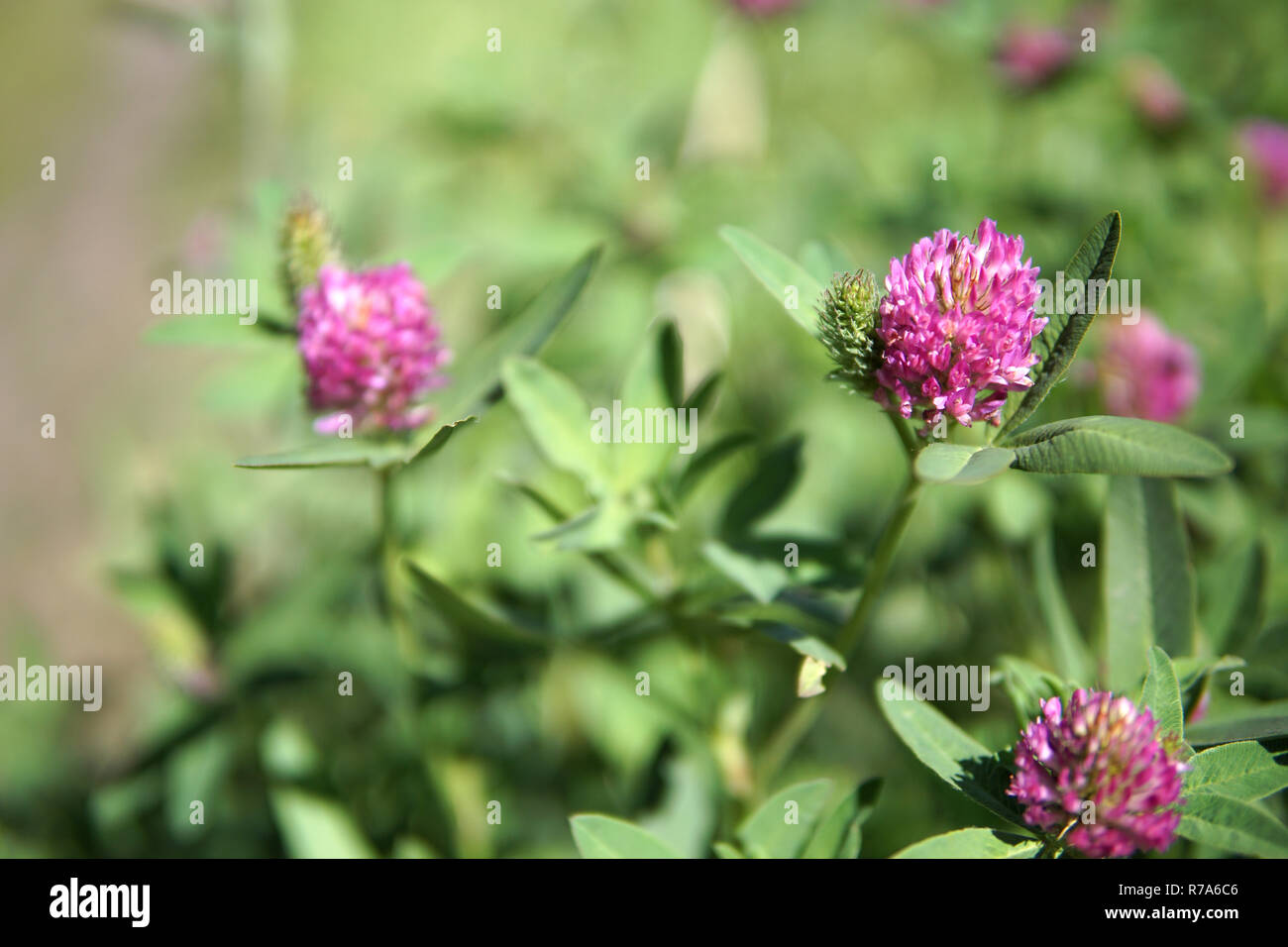 Closeup view three leaf clover hi-res stock photography and images - Alamy