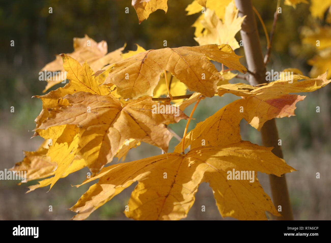 Golden autumn tree icon hi-res stock photography and images - Alamy