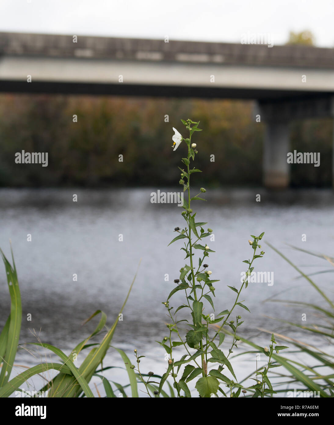 Overpass over Water Stock Photo - Alamy