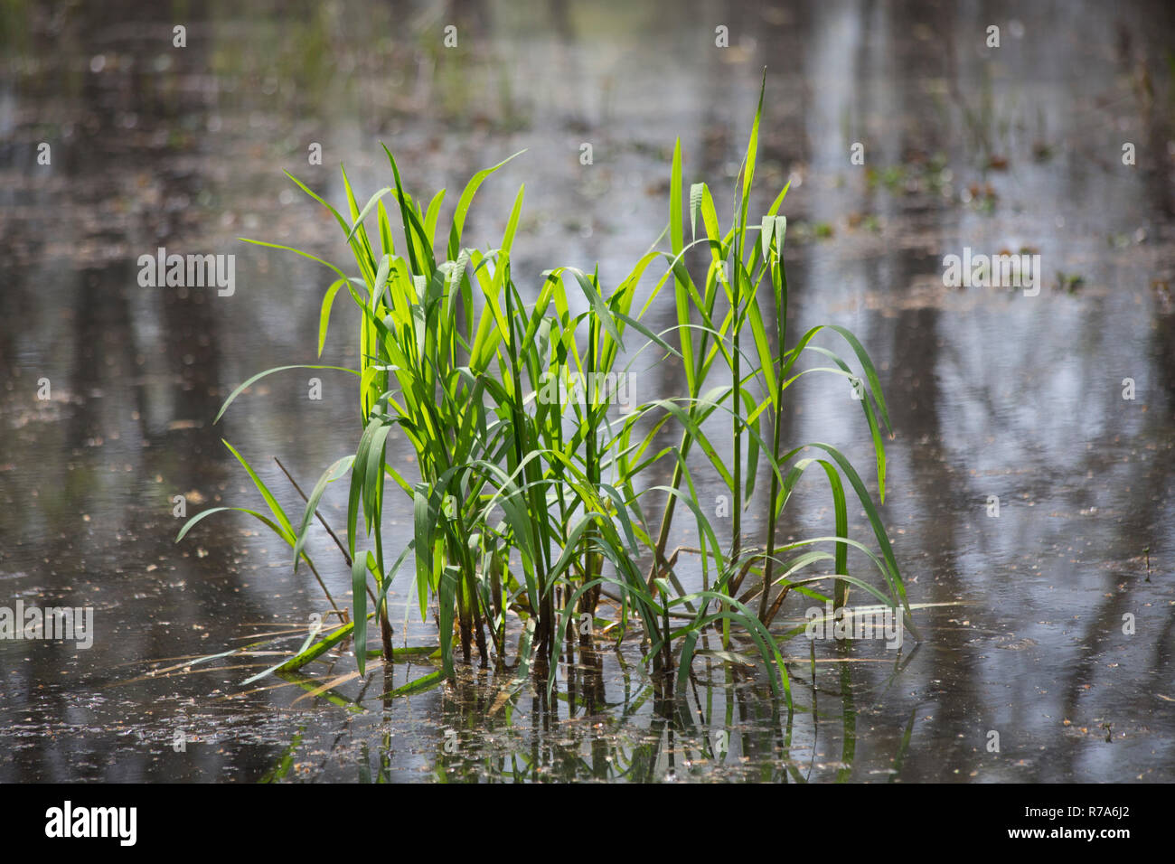 Bog ecosystem hi-res stock photography and images - Alamy