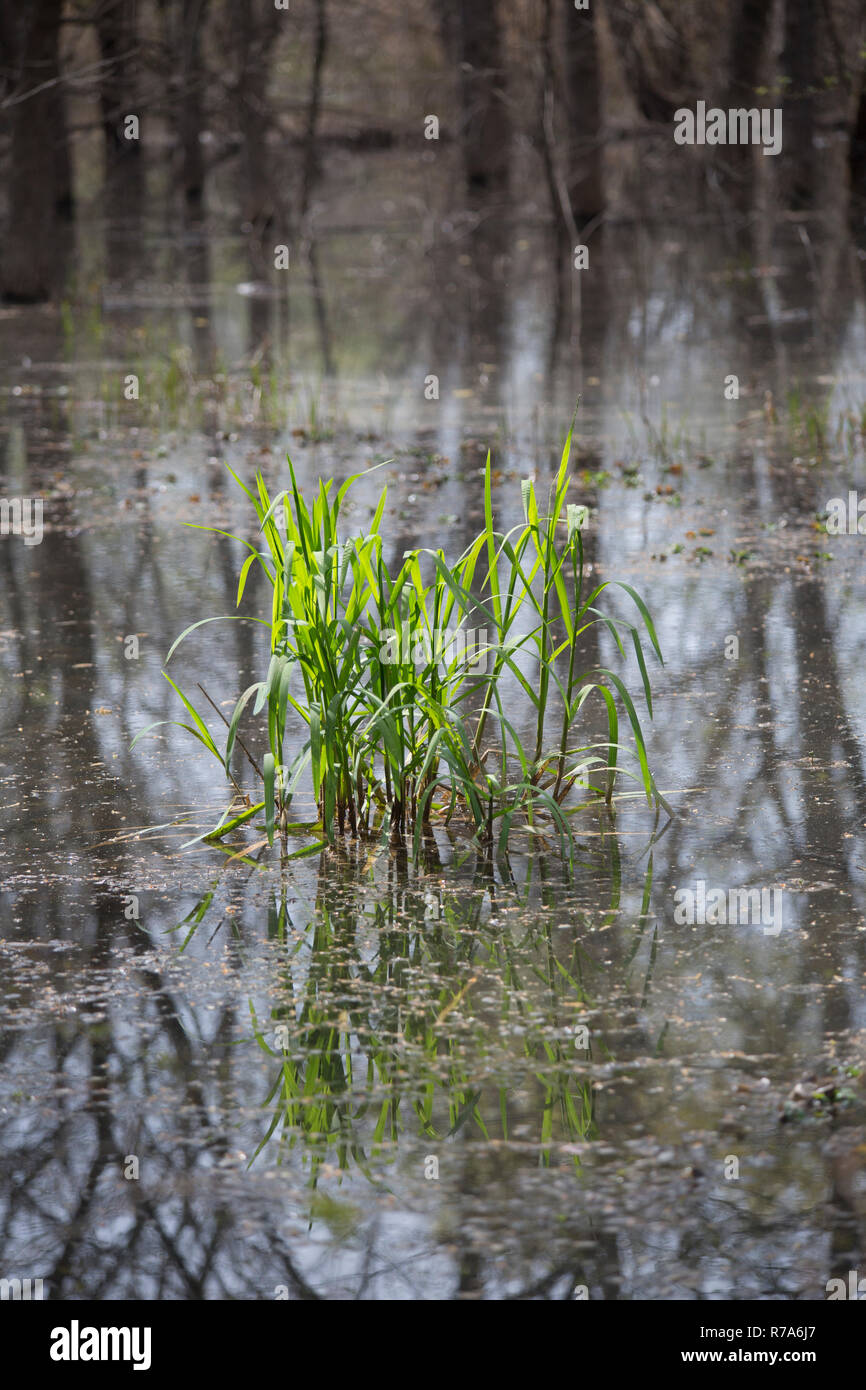 Bog ecosystem hi-res stock photography and images - Alamy
