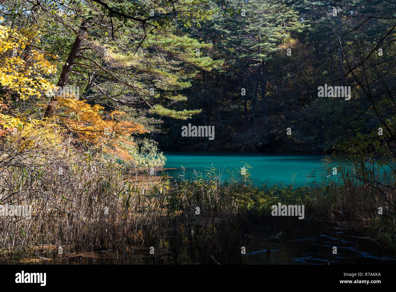 Goshiki numa hi-res stock photography and images - Alamy