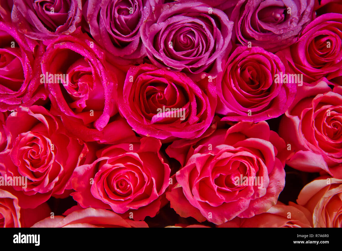 Red natural roses background . Red rose background. Natural horizontal ...