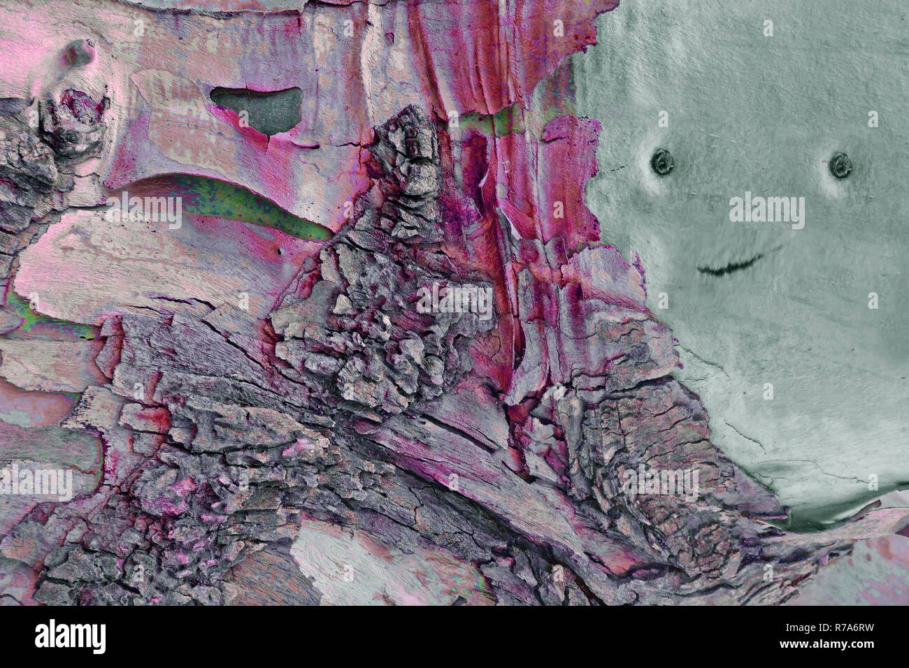 face on the bark of a old tree. magical unreal pink texture and Stock ...